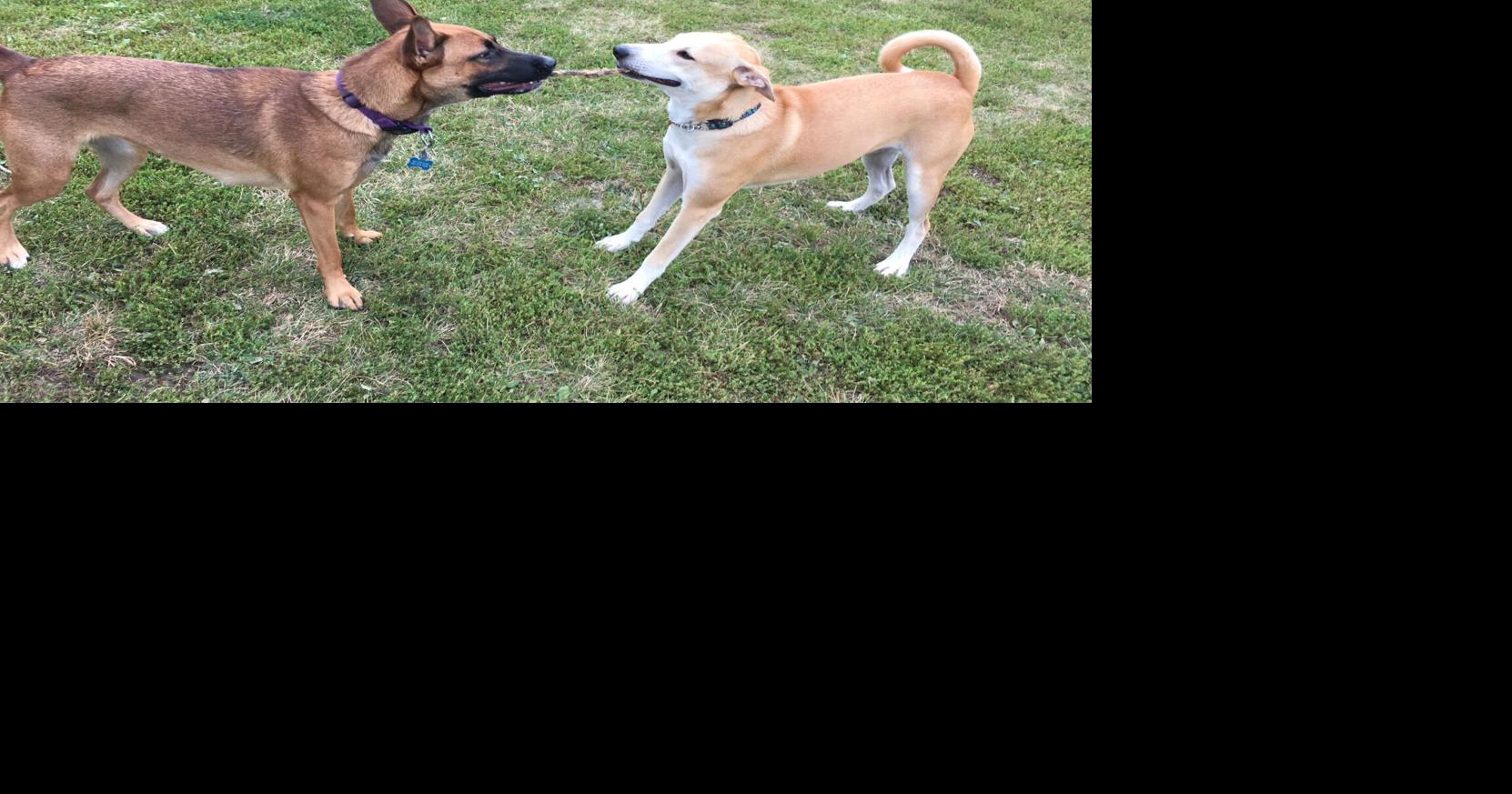 Leash-free dog park coming soon to Waterloo Park