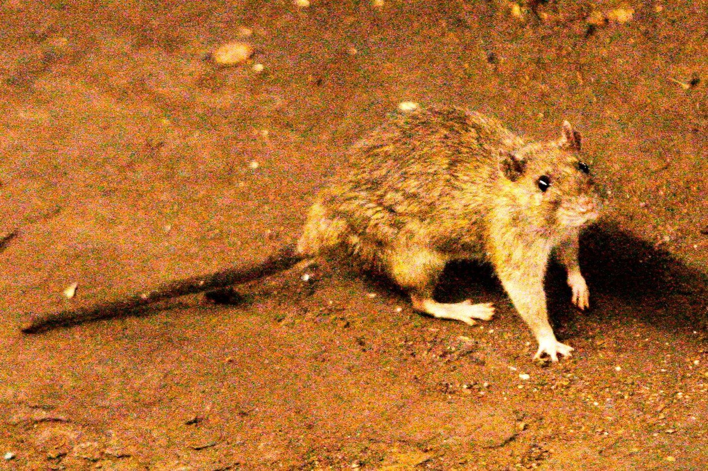 Worried about hantavirus? Take precautions when opening cottages, sheds ...
