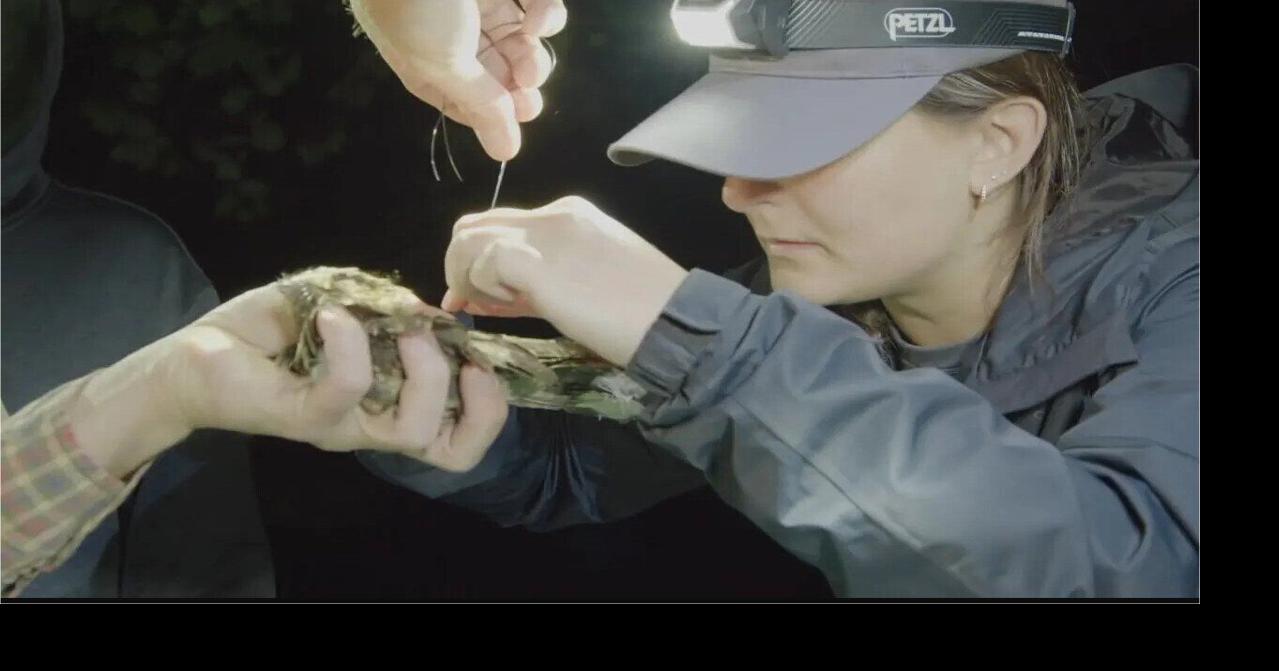 Film spotlights UW research work on threatened bird