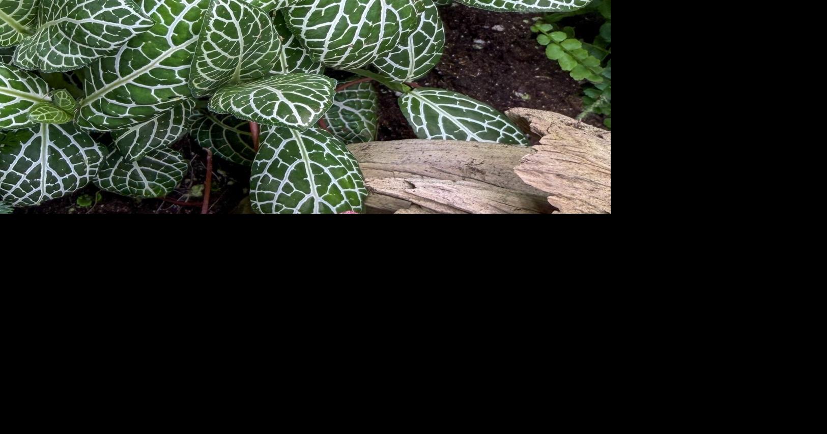 Finicky Fittonia happy when it is humid