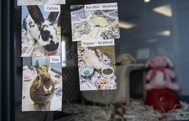 A surge of pandemic puppies left at shelters never happened, but ...