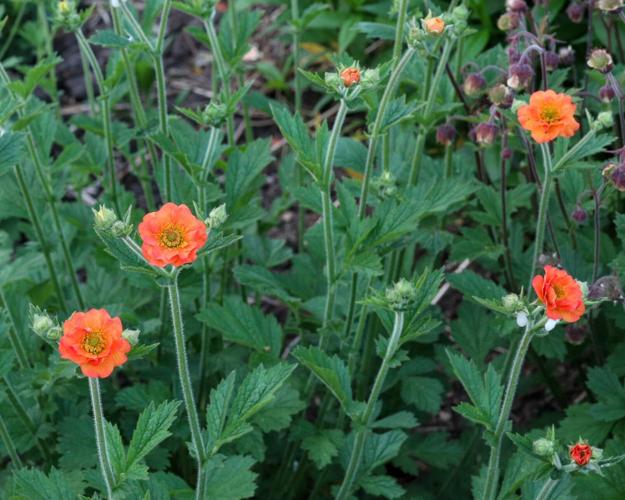 Geums are a perennial with more than 50 different varieties