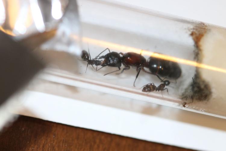 A mild winter means more carpenter ants