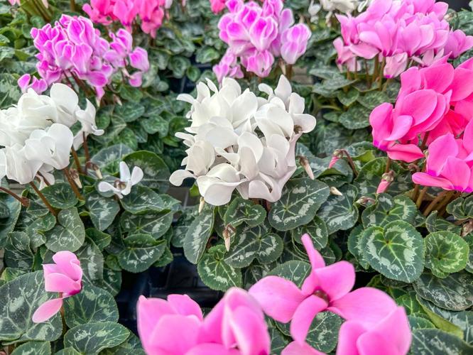 Cyclamen flower give bright colour for the holiday season