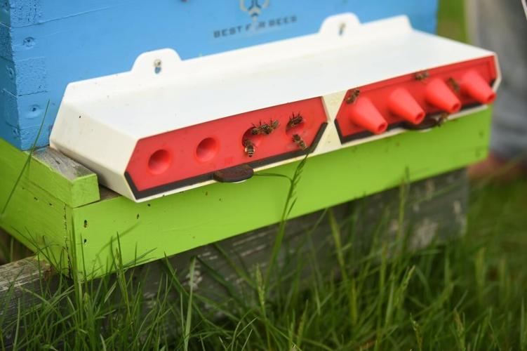 Honeybees all the buzz for Waterloo startup