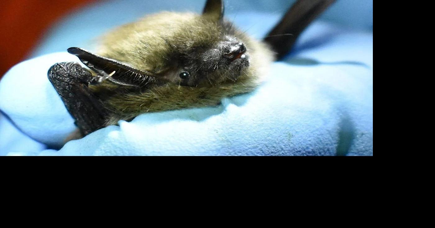 Human rabies case a reminder not to take risks