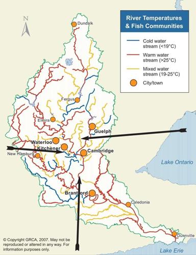 Disappearing brook trout an ‘early warning signal’ for Waterloo Region ...