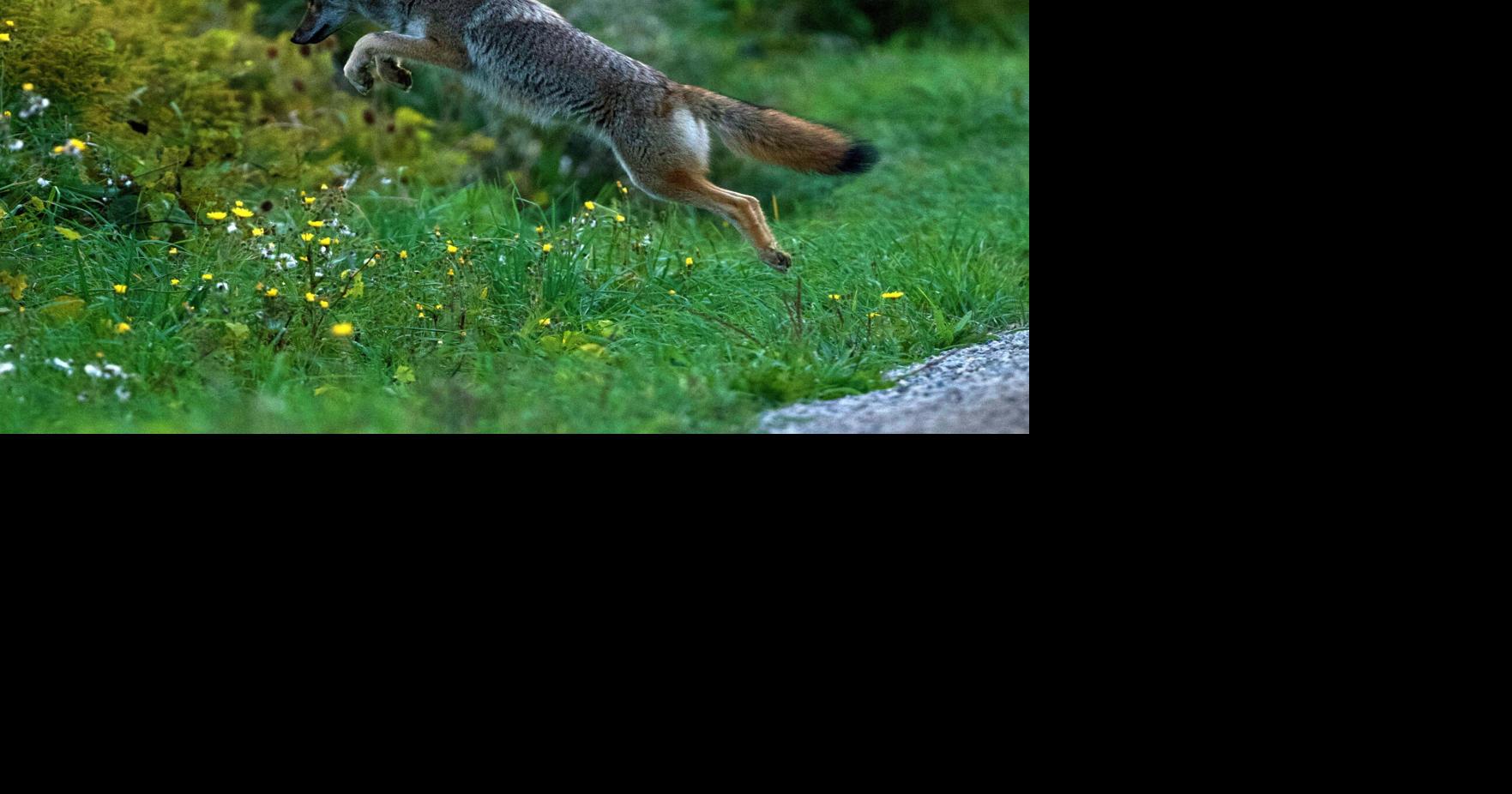 Cambridge coyotes cavort in the countryside