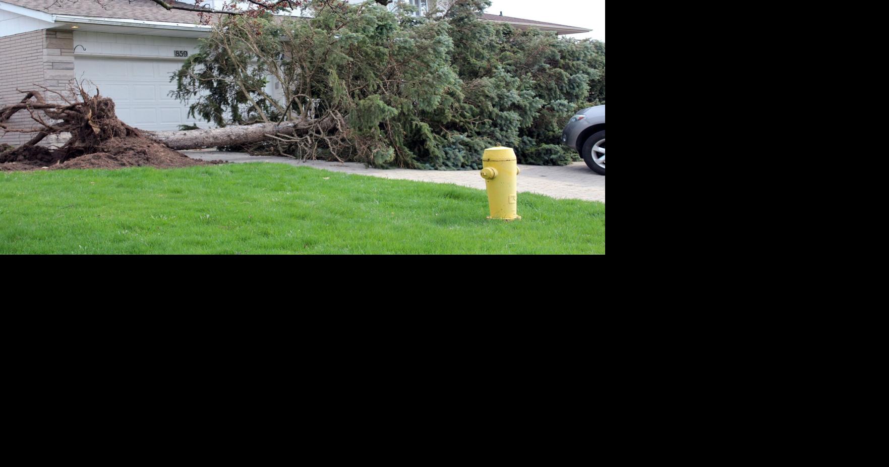Waterloo Region offers tips on cleaning up tree debris after windstorm