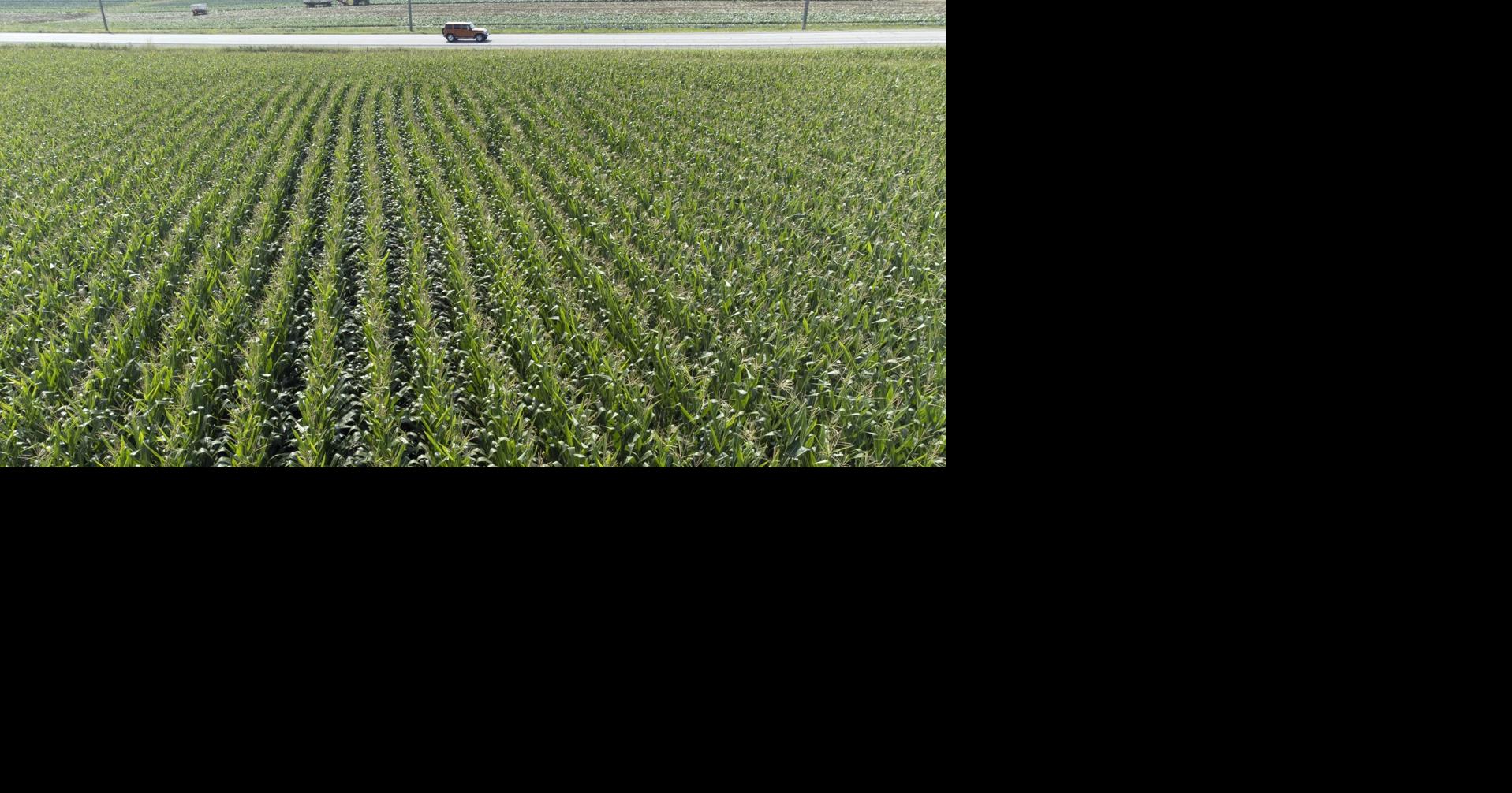 Wilmot has room for growth, but how much?