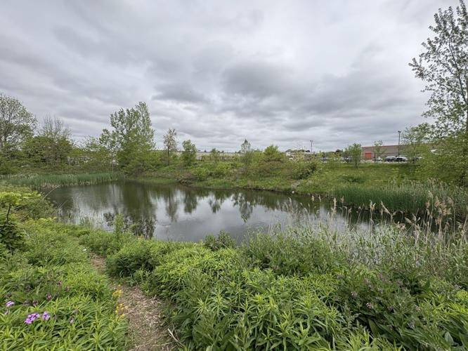 “I was shocked,” invasive goldfish take over Kitchener pond