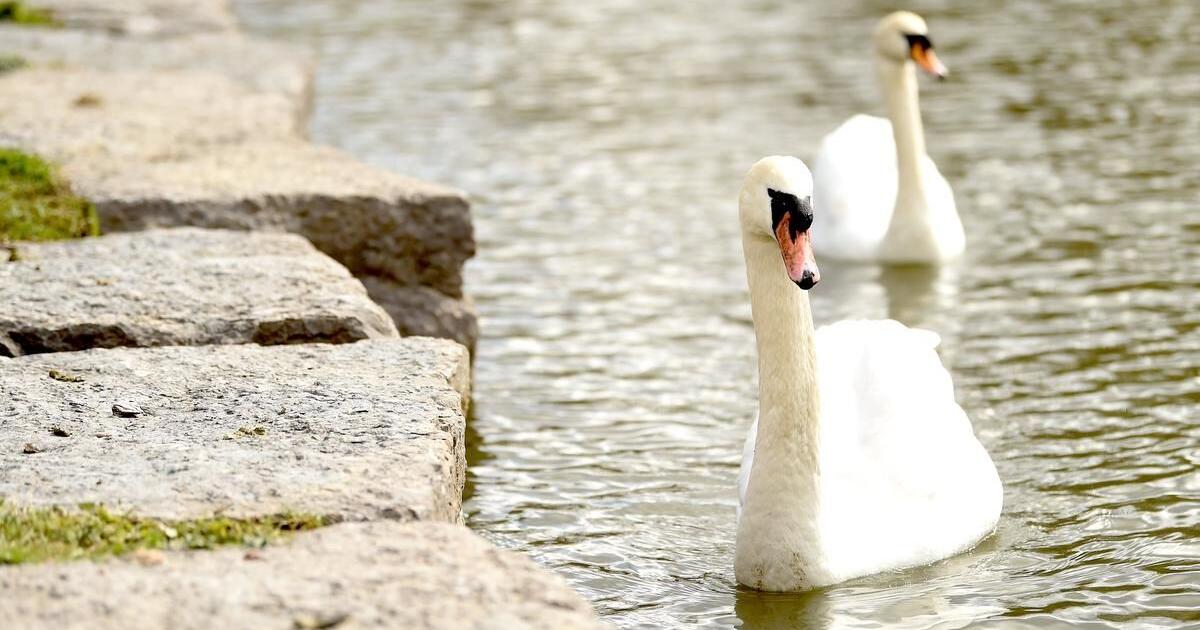 Photo: Swans Otis and Ophelia have returned to Kitchener’s Victoria Park