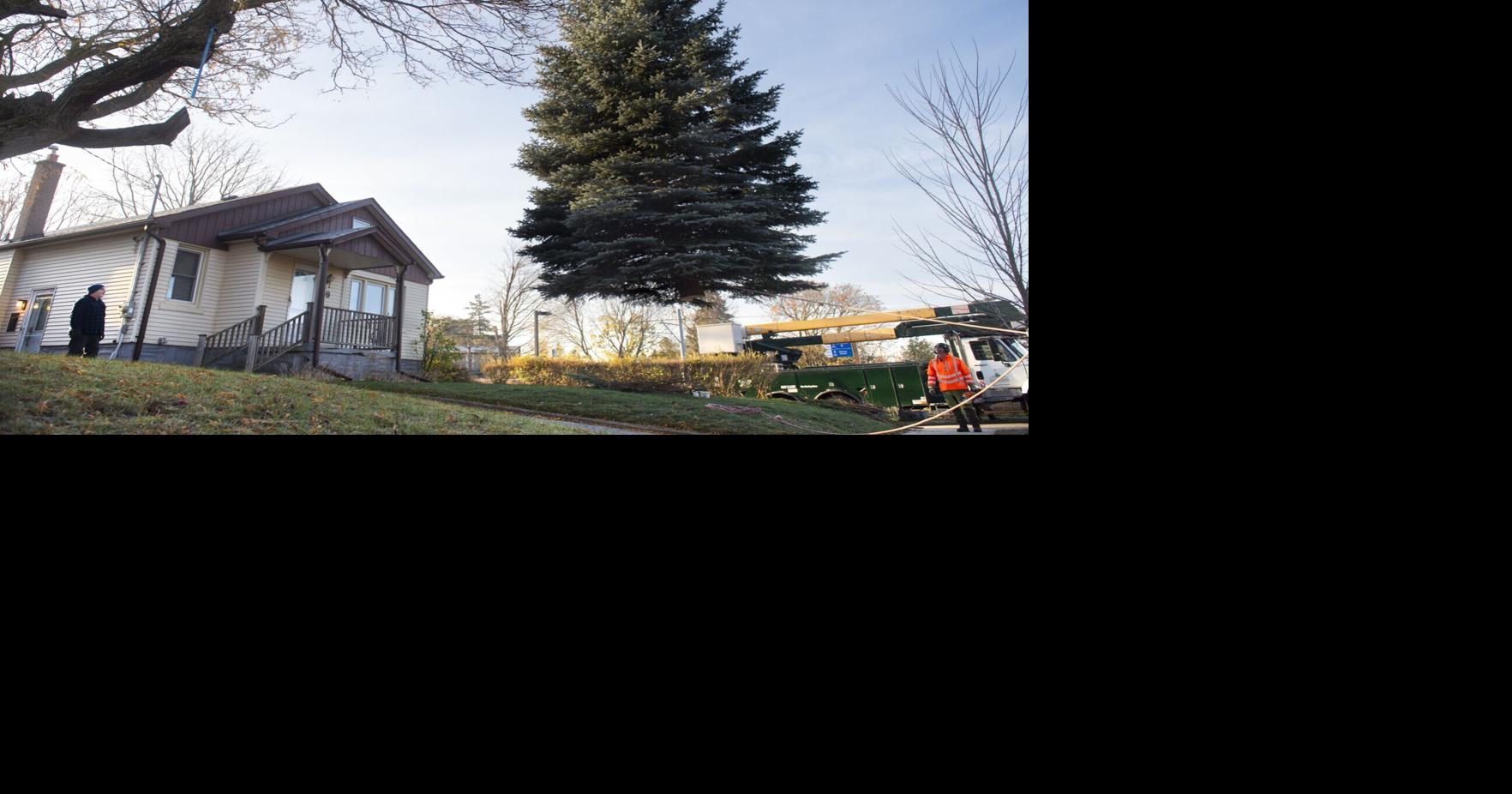 Photo: The Kitchener Christmas tree has been chosen