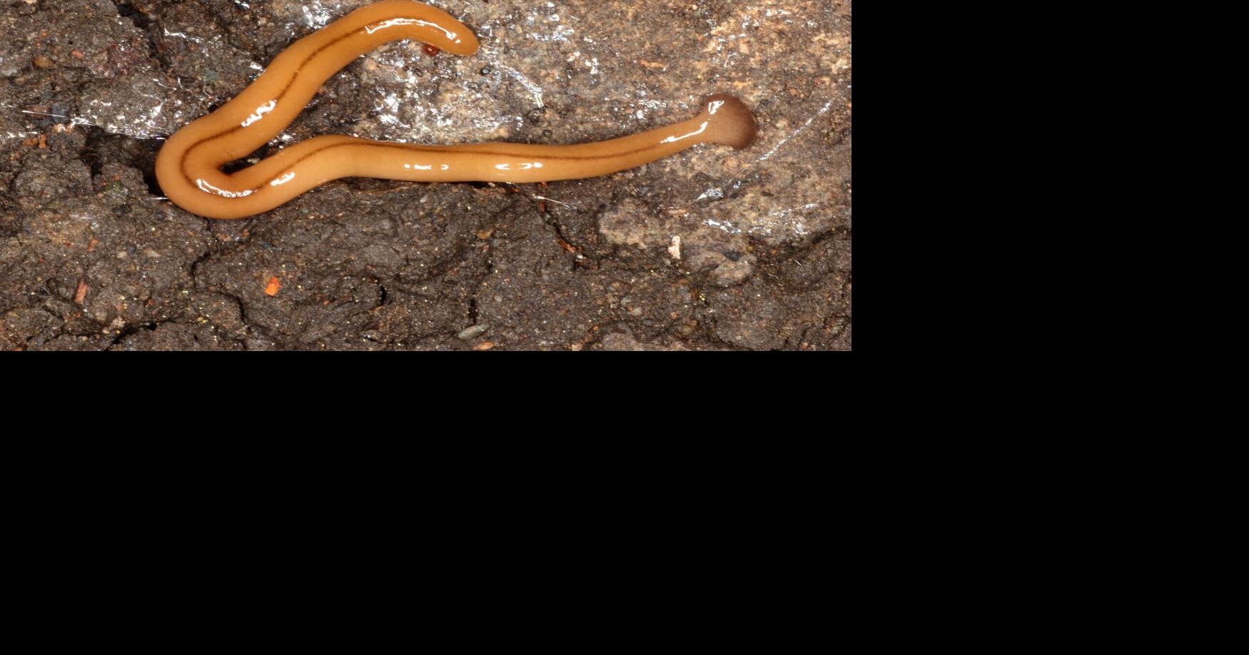 Hammerhead worms have potential to help Ontario forests