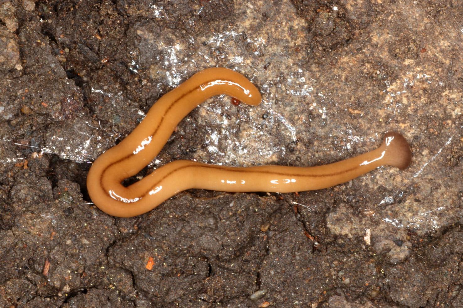 Hammerhead worms have potential to help Ontario forests