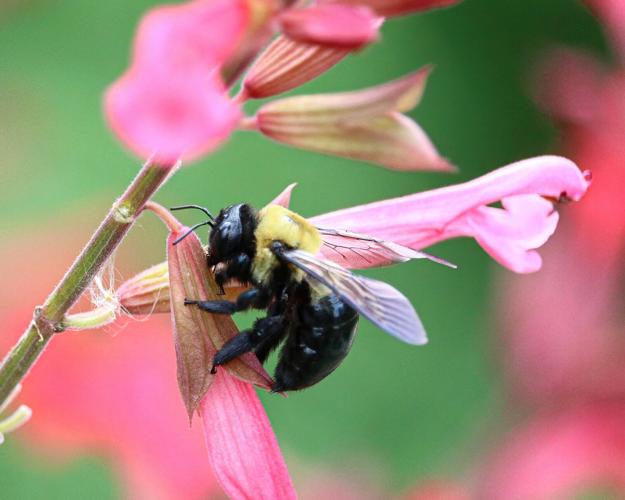 Missing aphids, wasps, bees, earwigs and slugs in the garden