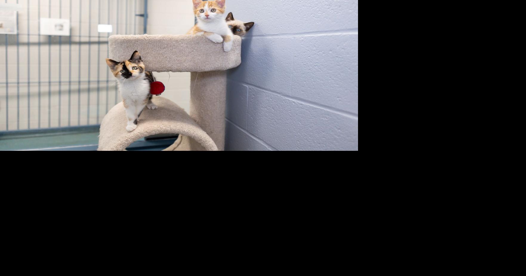 KW humane society appealing for fosters, forever homes