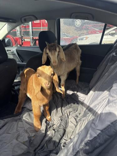 OPP roundup: Police get their goat(s)