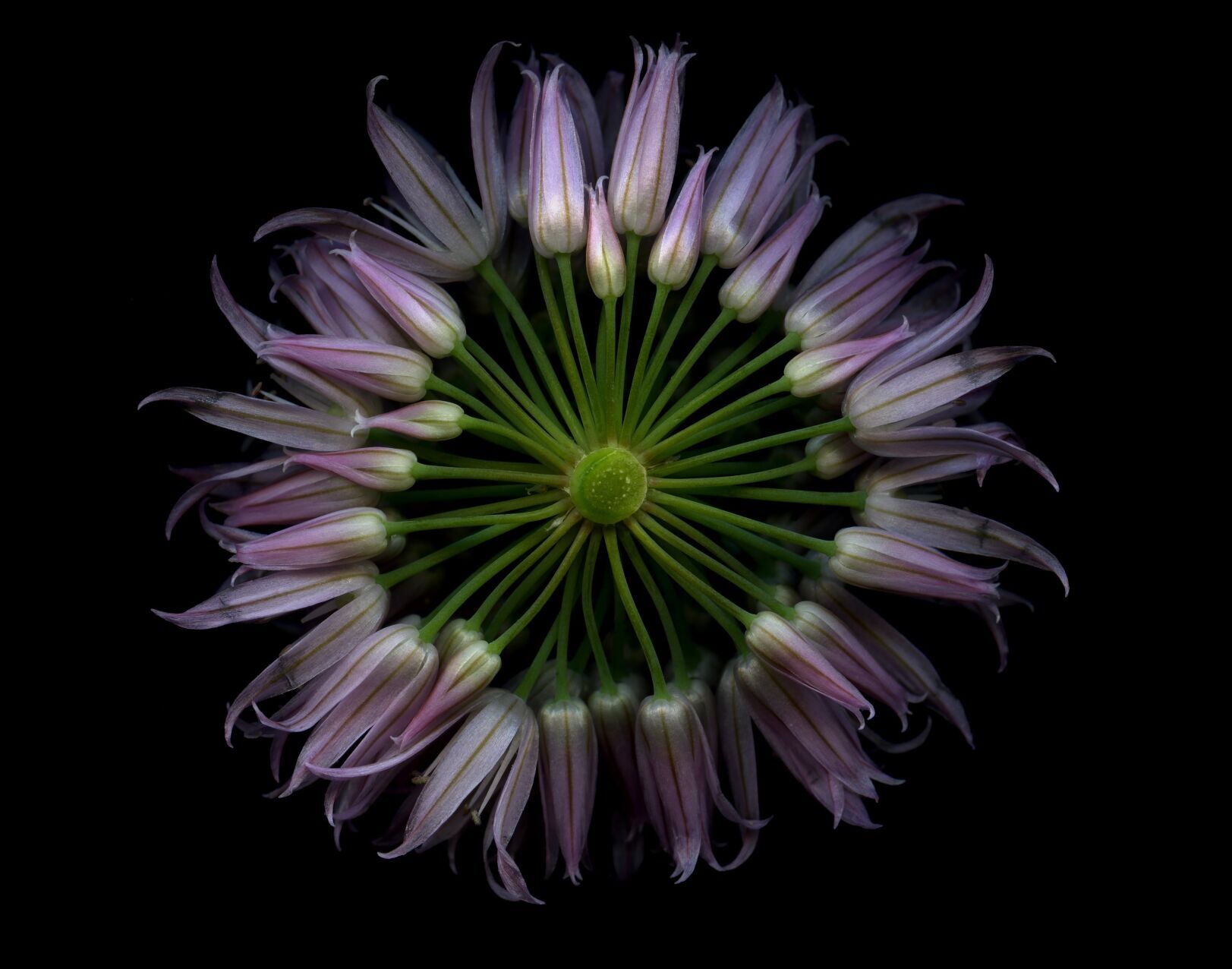 Flower photos mix work and play