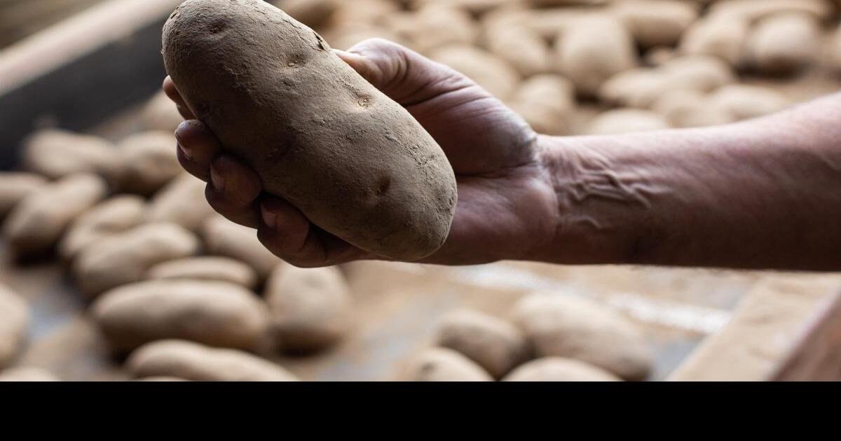 Cambridge potato ‘lumper’ says he quit after 3 a.m. encounter in ...