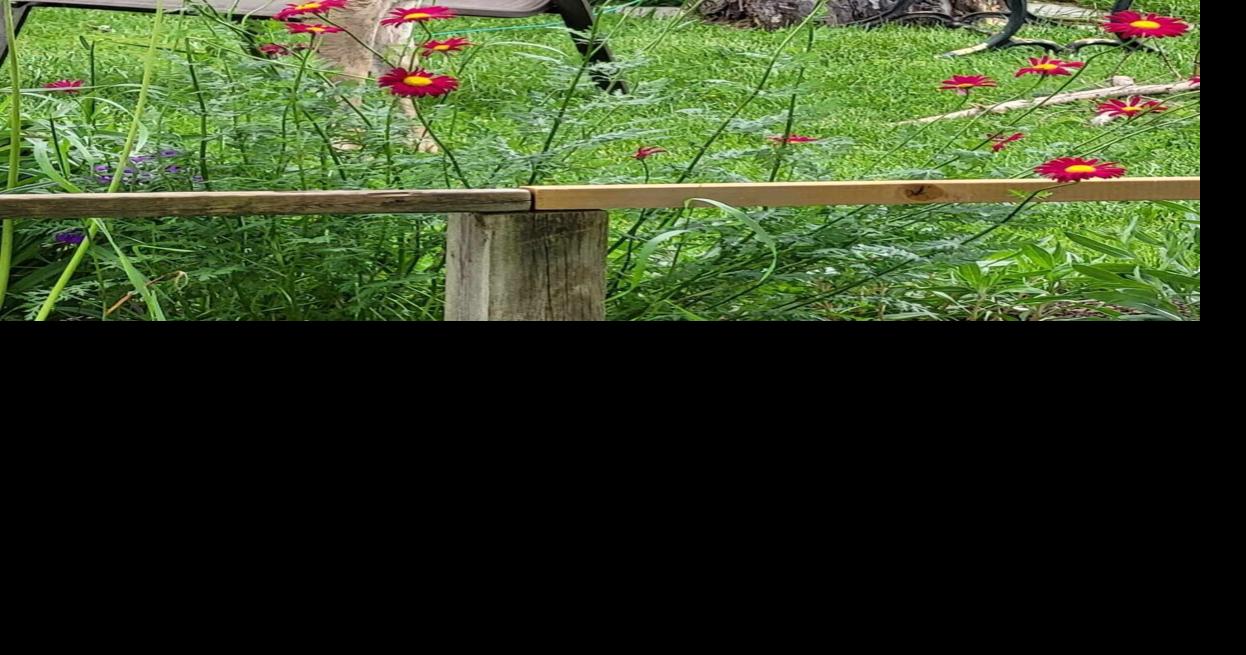 Waterloo neighbourhood mourns death of Dani the Deer