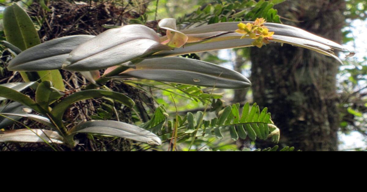 Travel: Walk through Florida muck reveals the real Everglades