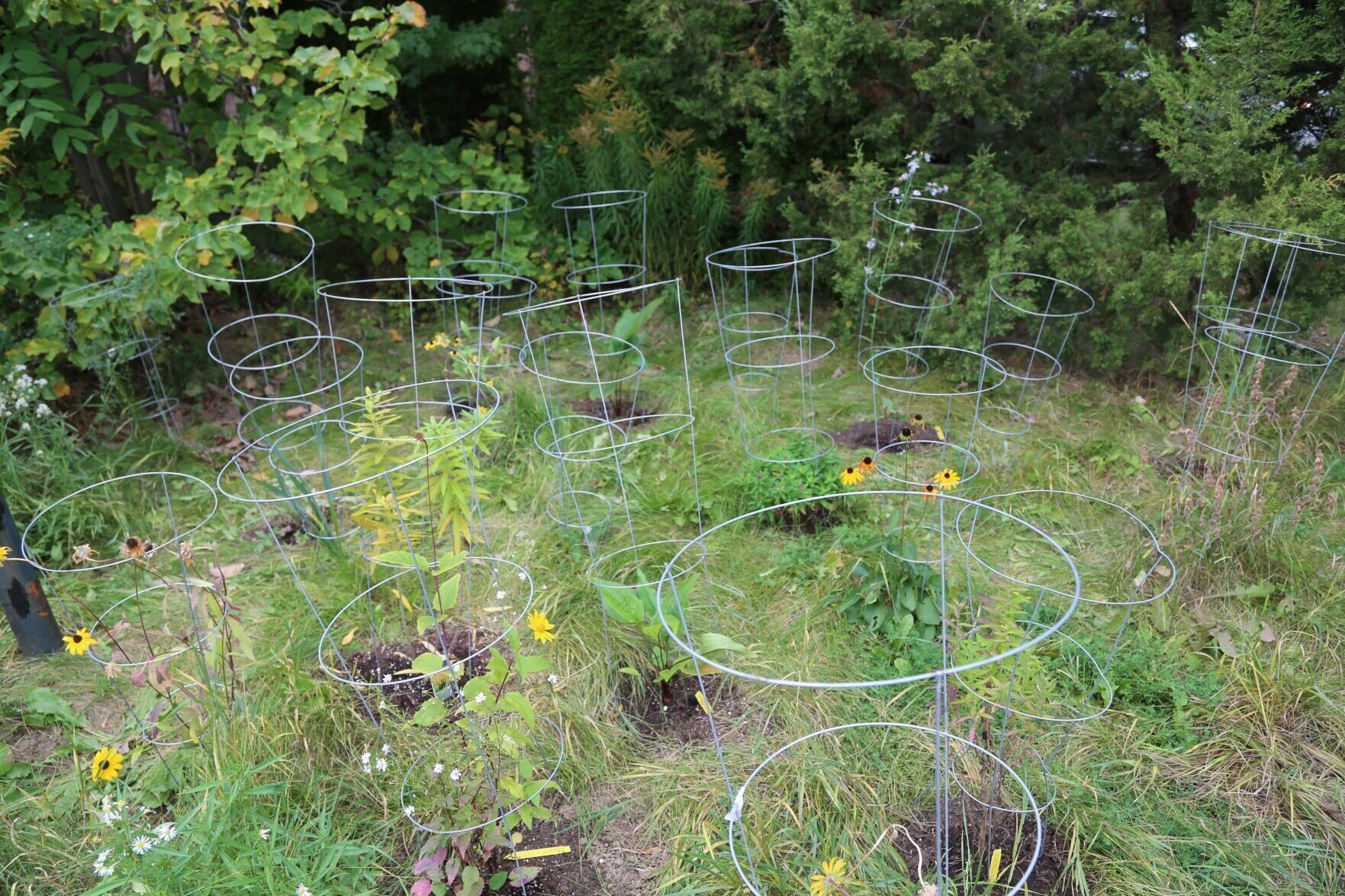 Burlington’s yard mowing violated Charter rights, says woman