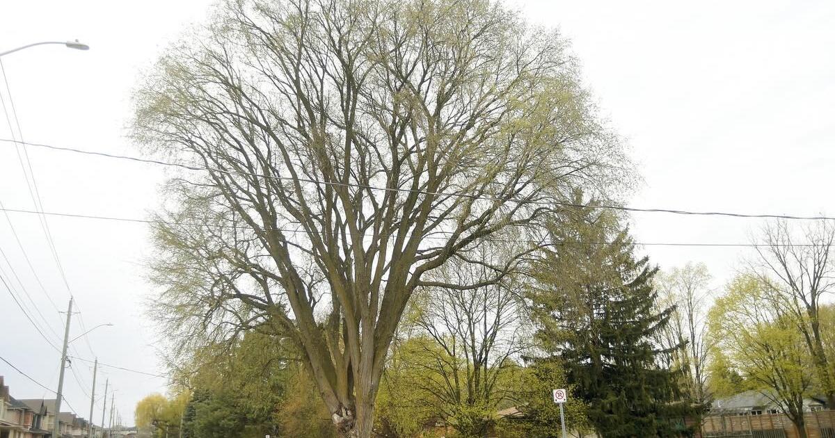 Waterloo ponders need to protect private trees