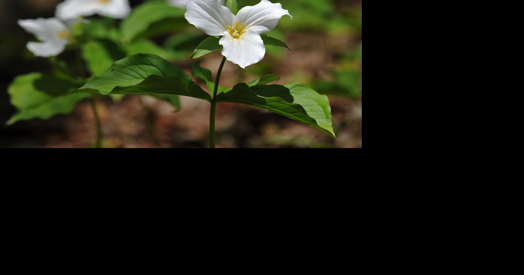 Waterloo Region Record morning update for May 16