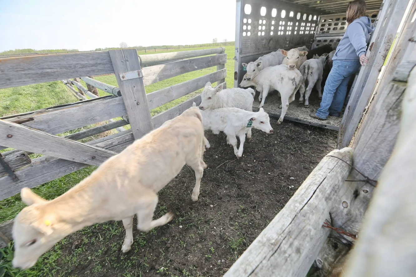 Community pastures shift into gear for the summer