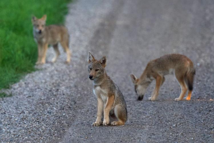 Cambridge coyotes cavort in the countryside