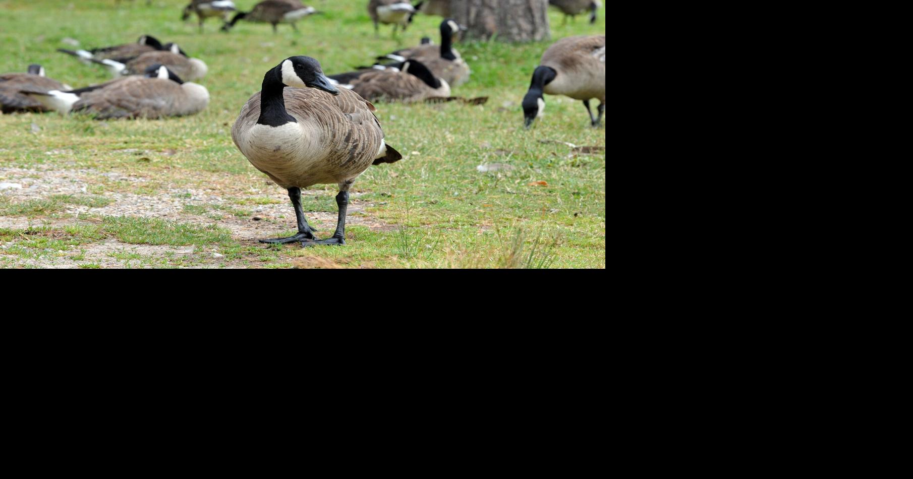 Geese on flight out of Cambridge park before Canada Day