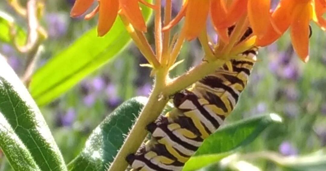 Growing native plants can help restore nature’s balance