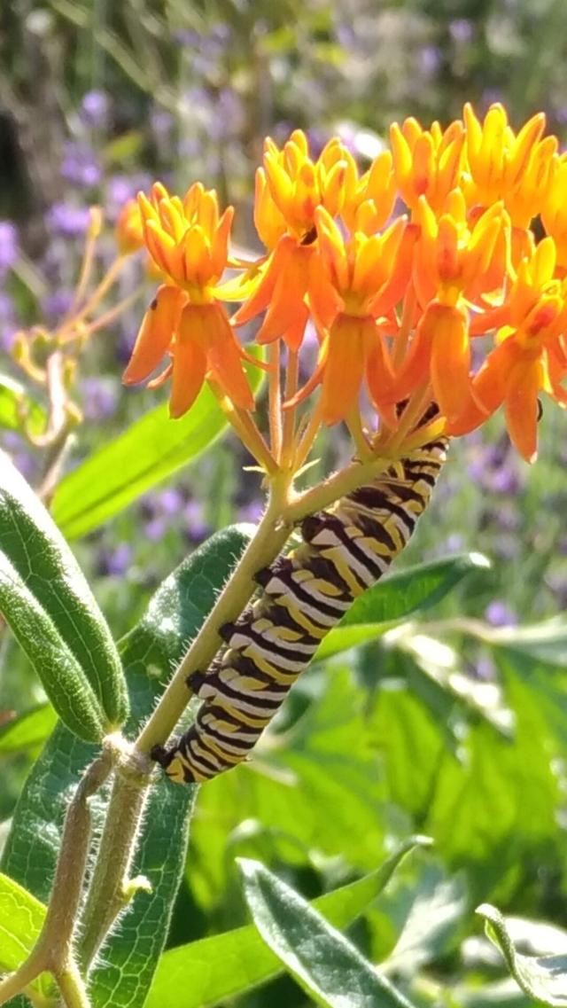 Growing native plants can help restore nature’s balance