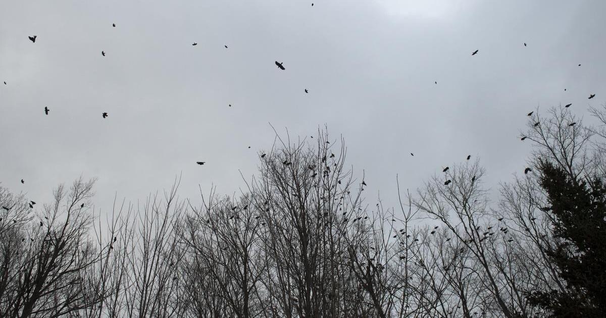 Kitchener microforest to feature trees, shrubs in memory of loved ones