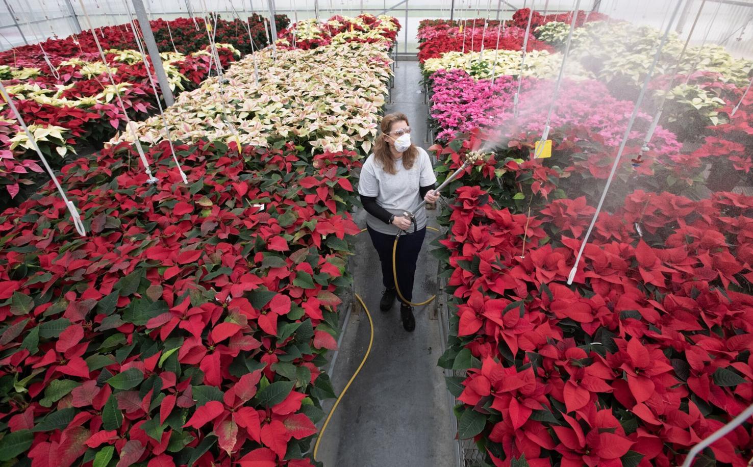 Waterloo Region Record morning update for Nov 17