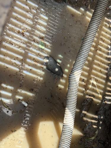 Rats still a pest for uptown Waterloo businesses