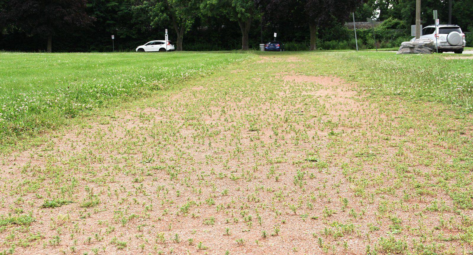 Once glorious track at Cambridge’s Galt Collegiate overgrown