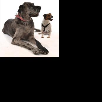Meet the world's tallest female dog