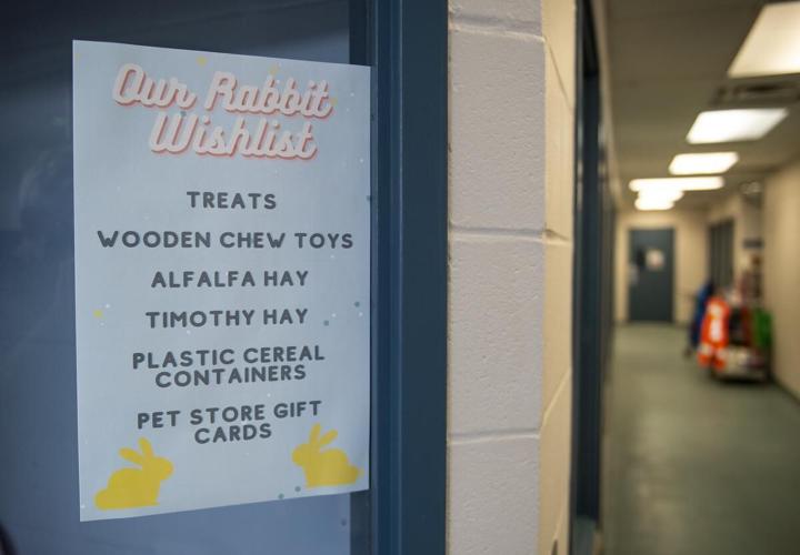 A surge of pandemic puppies left at shelters never happened, but ...