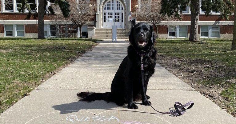 Confusion runs amok in cancellation of school service dogs program