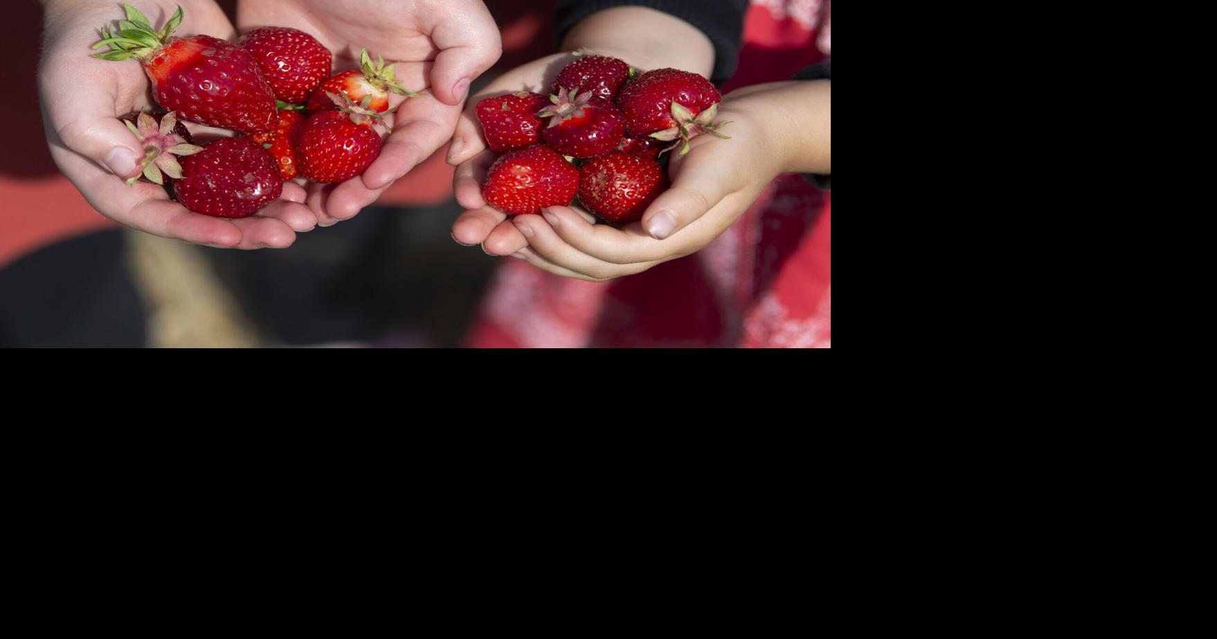 Waterloo Region strawberry season delayed by cold spring