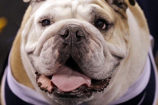 Can Bulldogs Bite