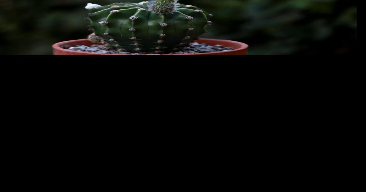 In the Garden: A prickler for attention