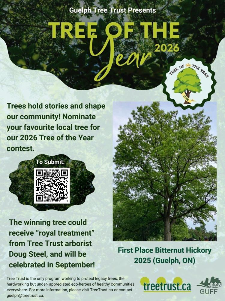 Nominate your favourite Guelph tree for Tree of the Year