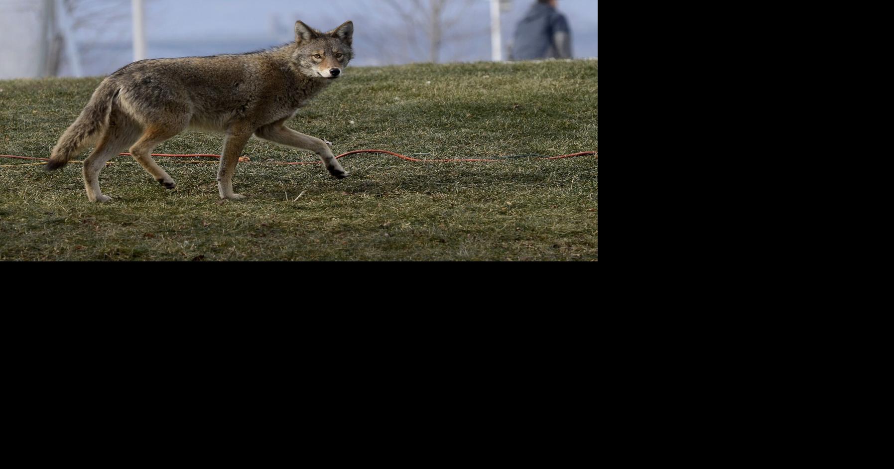 Letters to the editor: Keep control of coyote population