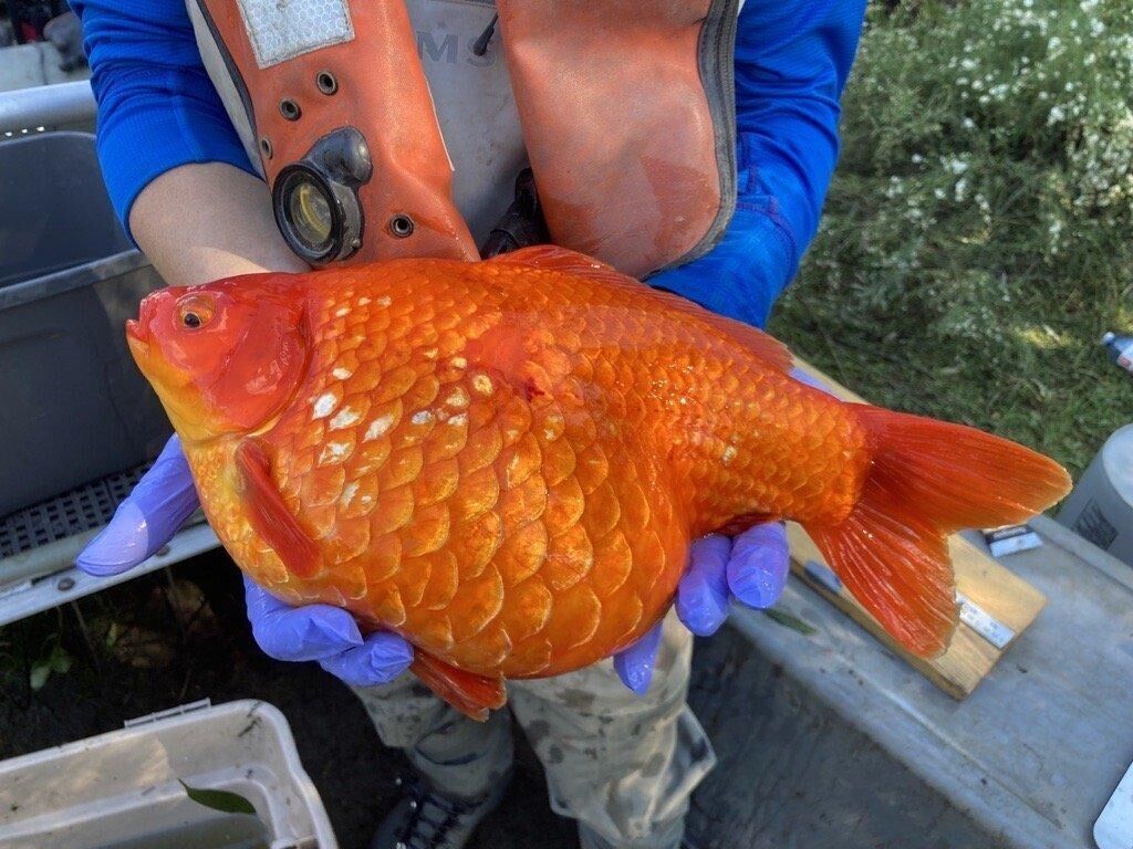 “I was shocked,” invasive goldfish take over Kitchener pond
