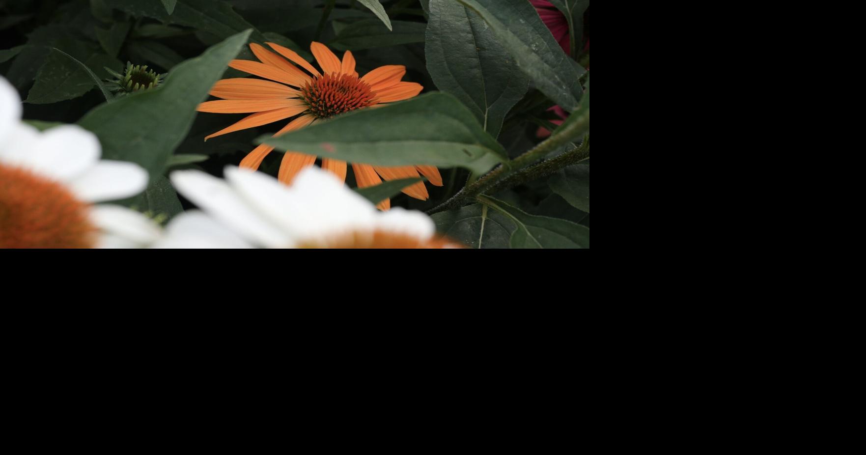 In the Garden: Beyond the label