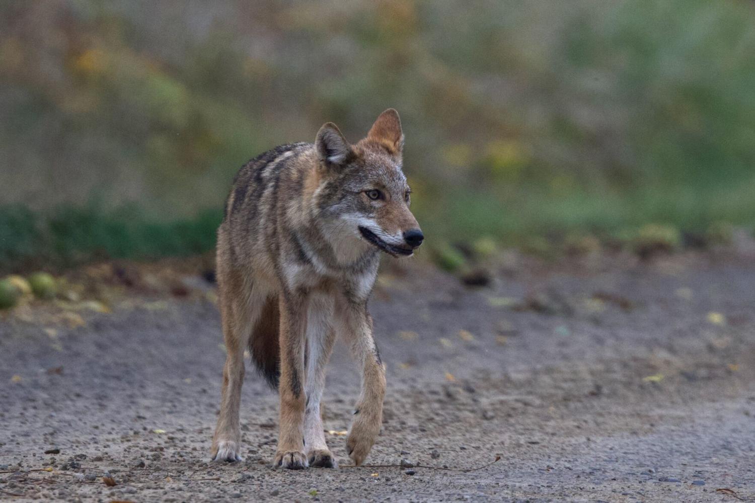 Cambridge coyotes cavort in the countryside