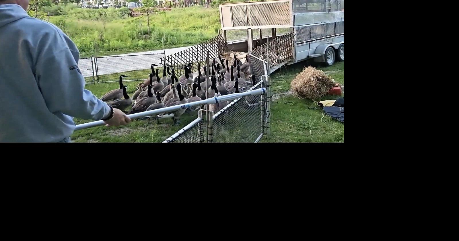 Poop problem spawns geese relocation from Waterloo Park